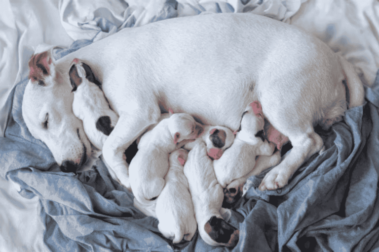 How To Prepare for Your Dog’s Whelping (Labor and Birth)